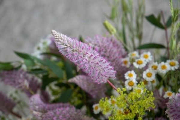 Meet Matilda at IFTF 2022, new cut flower from Benary