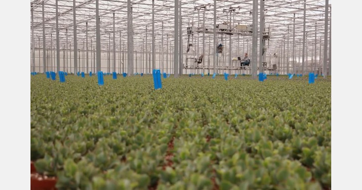 "Beleaf in green": the new cultivation at Ovata