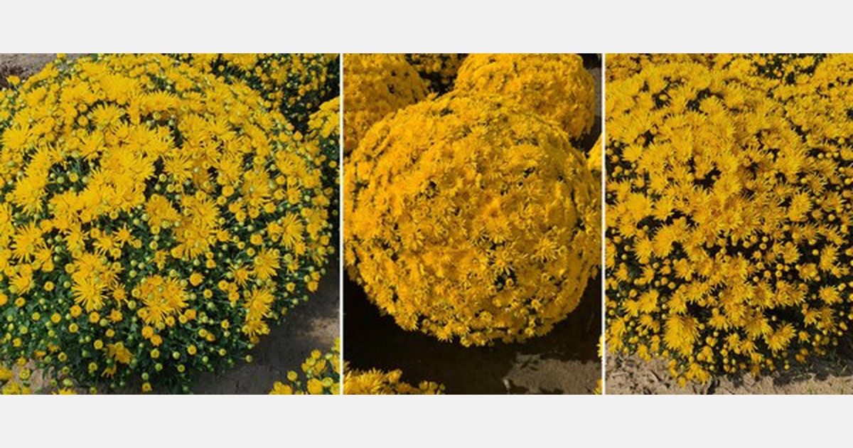 Gediflora presents new varieties 2023