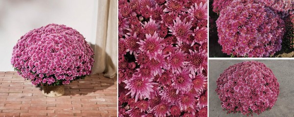 Gediflora presents new varieties 2023