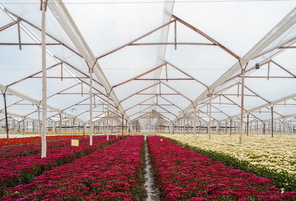 Colombia: Flores El Capiro expands with 28 ha and invests in solar panels