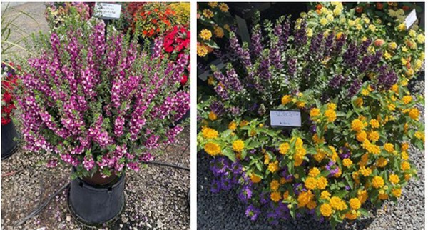 Ball FloraPlant varieties named best plants at North America Flower Trials