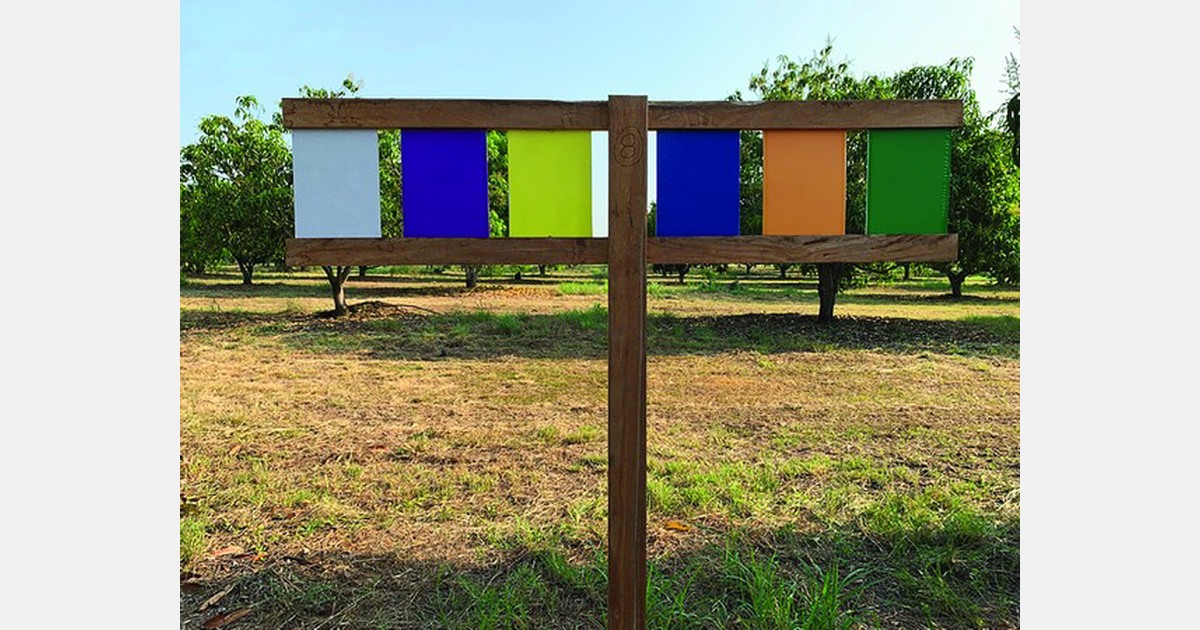 Colored sticky traps for monitoring phytophagous thrips and their ...