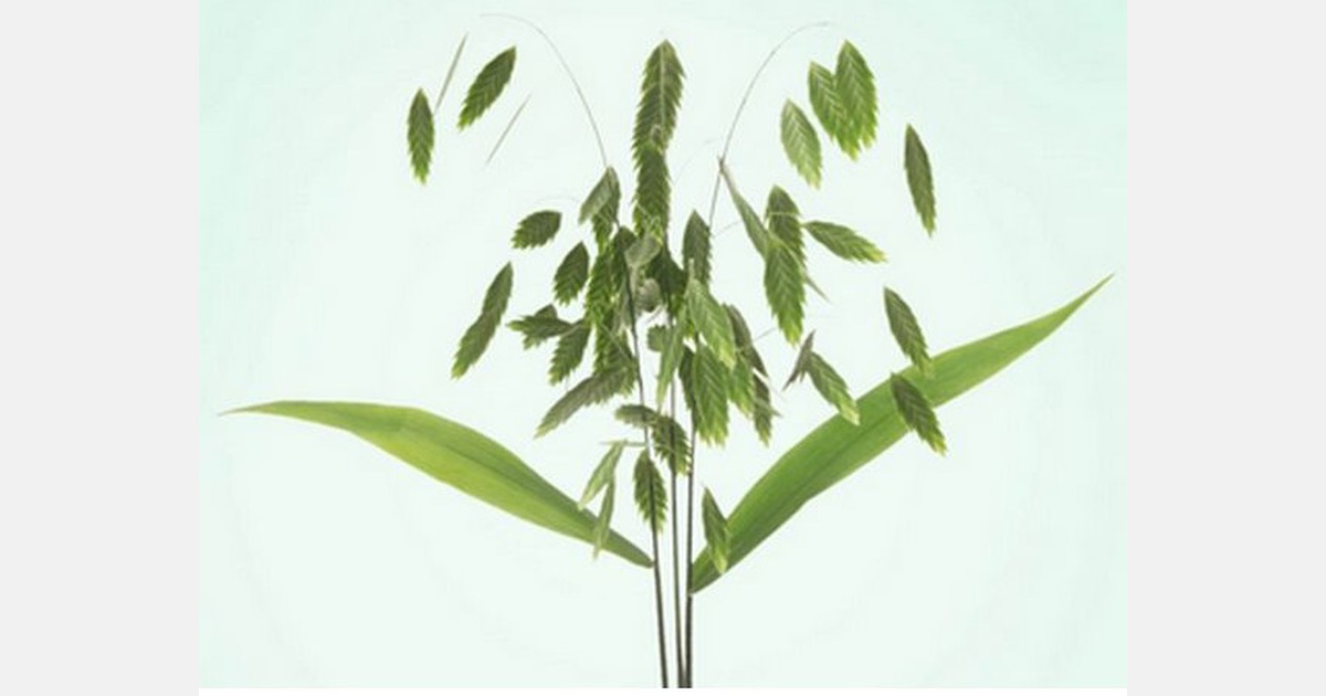 "This grass is greener and has much larger flags than the Latifolium"