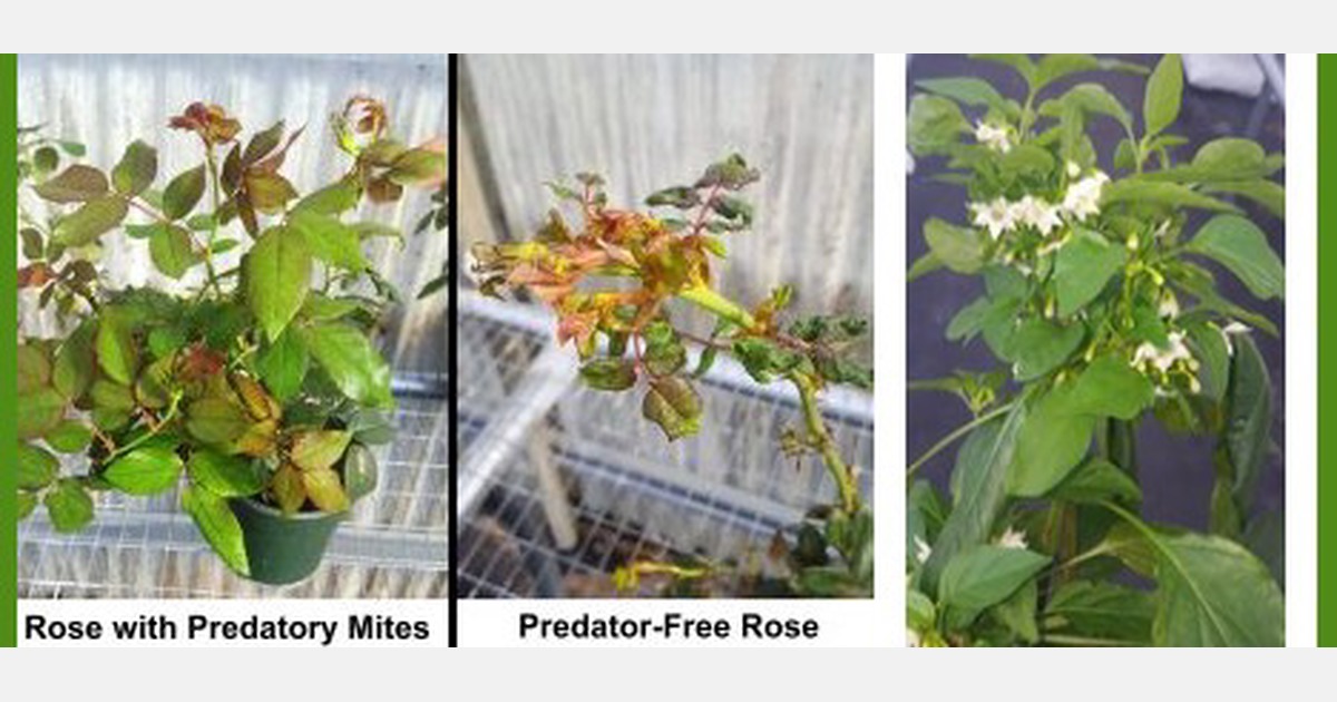 US (FL): Banker plants effective for managing thrips on roses