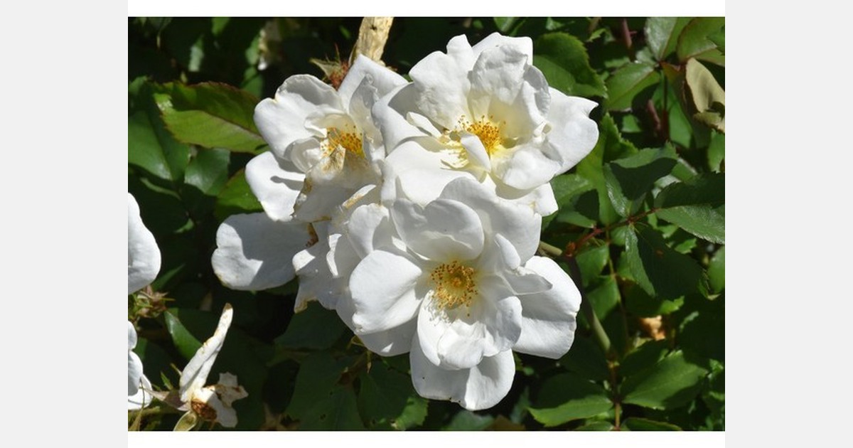 National Rose Trial Garden of Australia 2022 awards