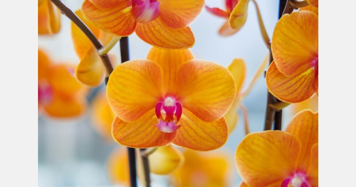 Anthura Bologna: "irresistible"