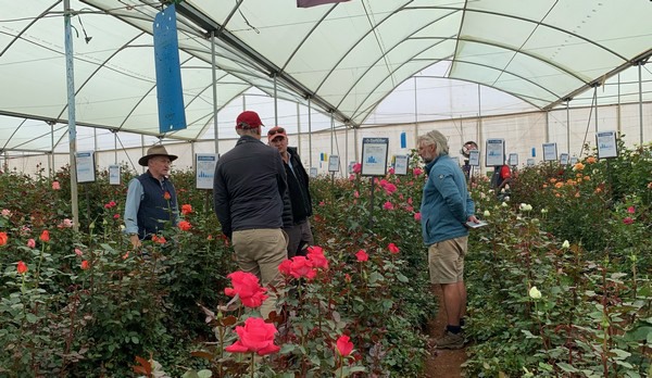 New varieties of De Ruiter East Africa on display at Open Day