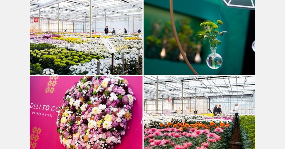 Smeraldo Flower Seeds | Best Flower Site