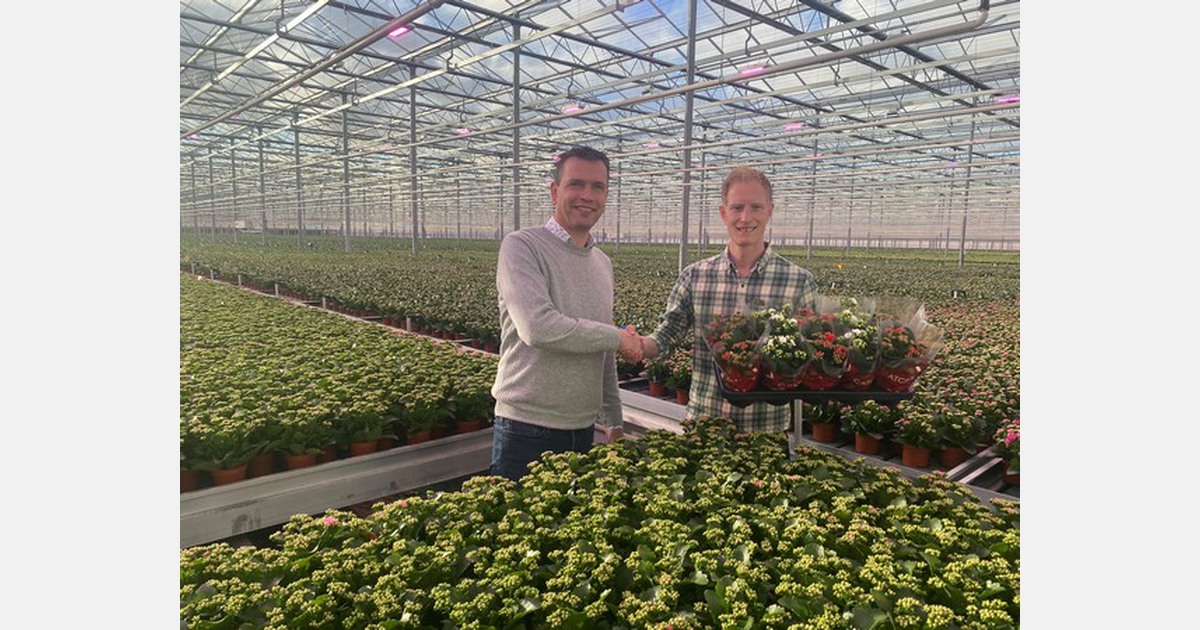 Vilosa becomes the first grower to switch to Modiform’s Pristine trays