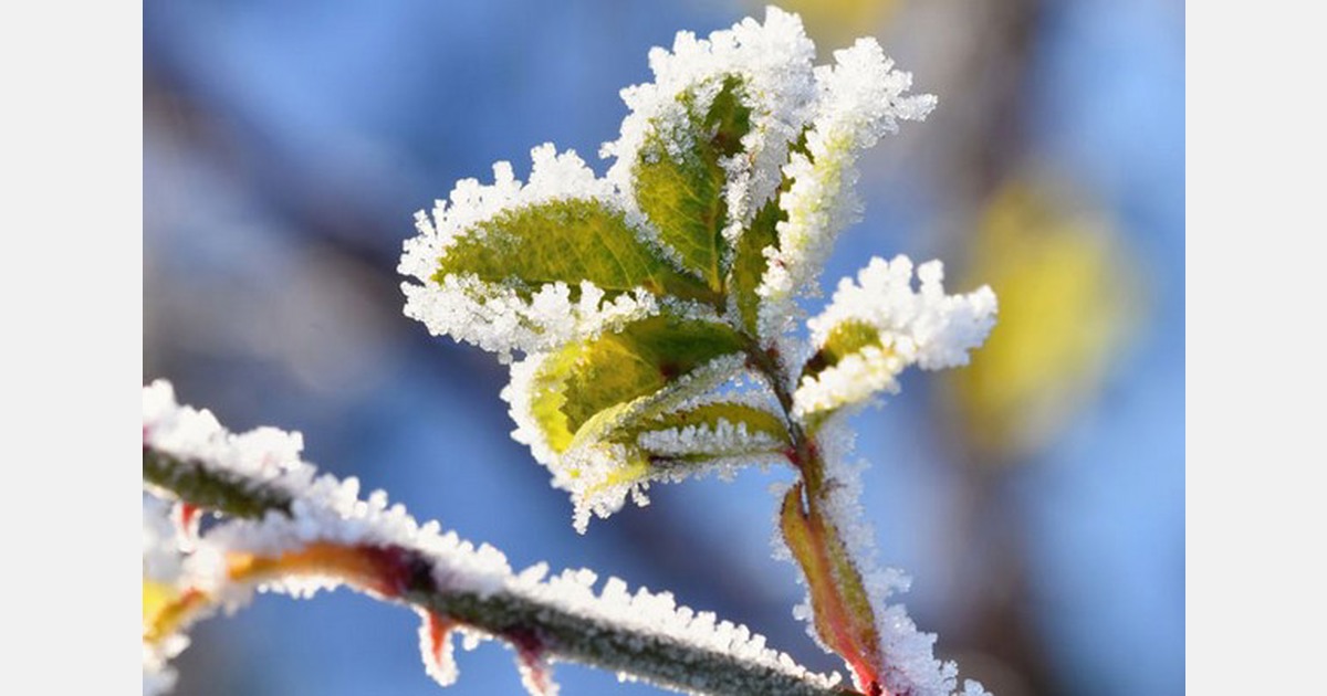 cold environment plants
