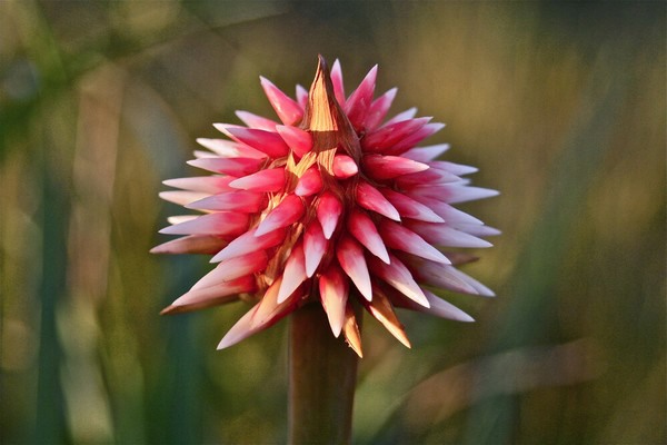 The Inírida flowers: A story of resilience and sustainability