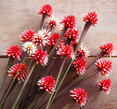 The Inírida flowers: A story of resilience and sustainability