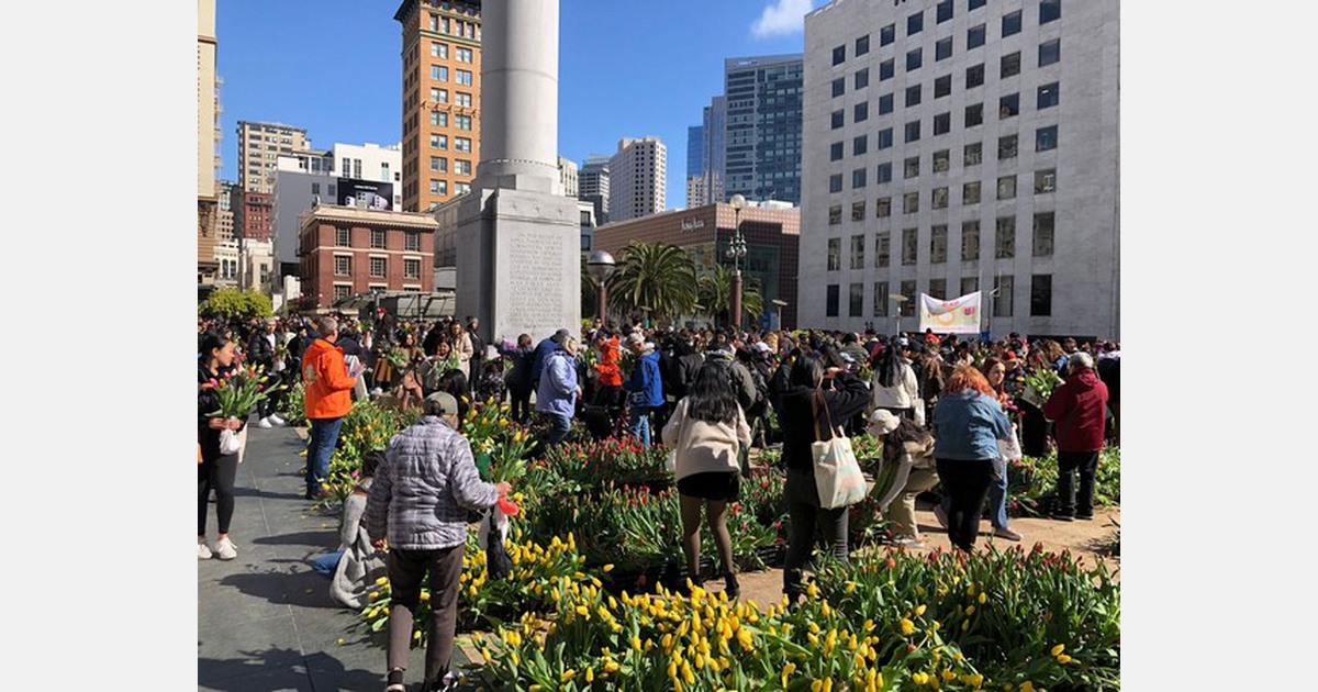 American Tulip Day draws 30-35,000 people to San Francisco’s Union Square