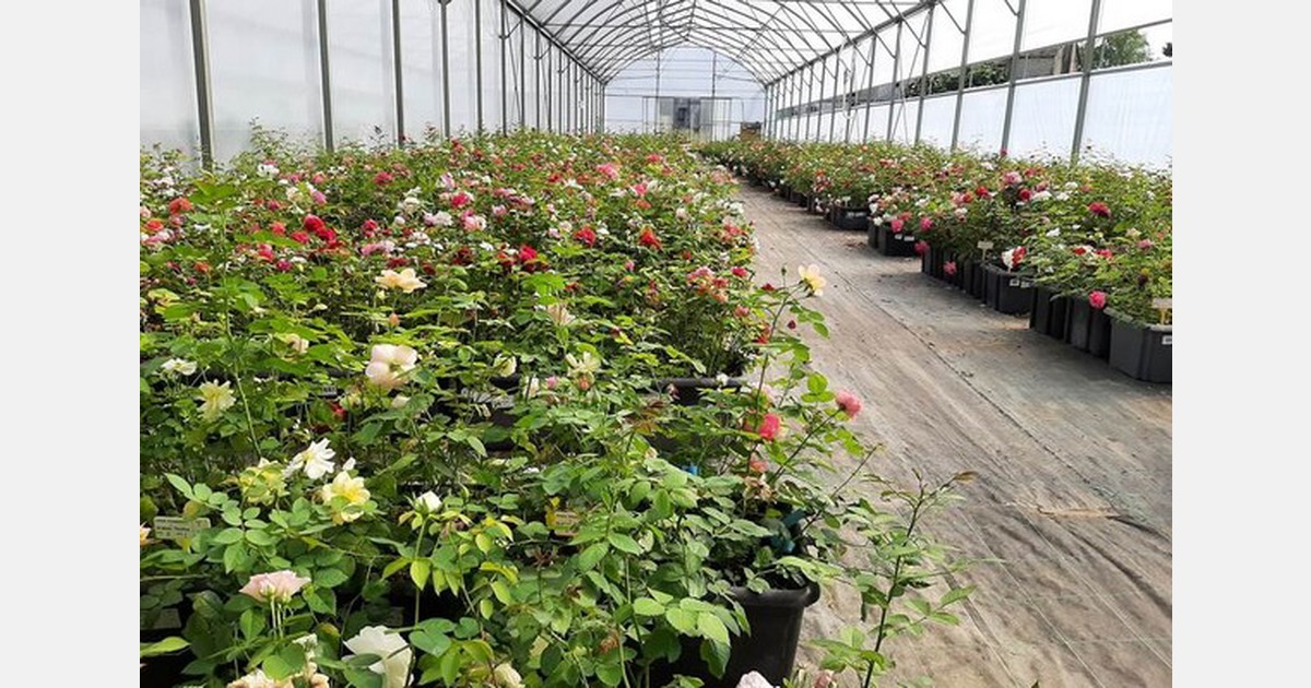 Serbian roses on the rise in the EU market