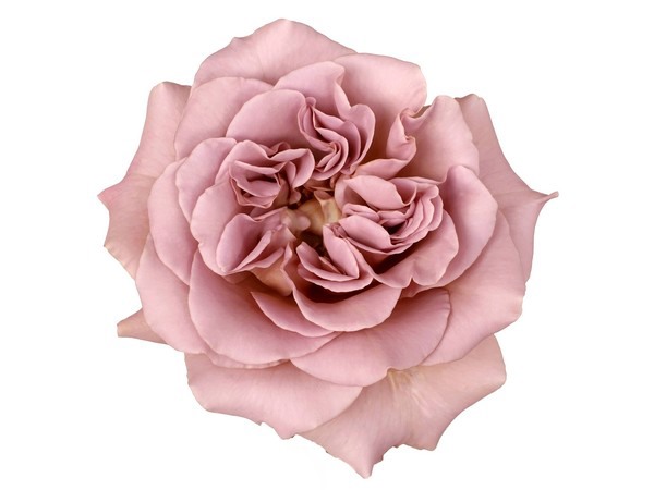 Alexandra Farms introduces seven garden rose varieties to our diverse ...