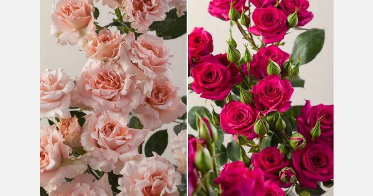 Ecuador: Rosaprima now also grows spray roses