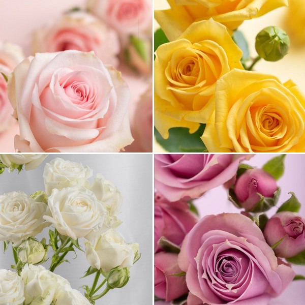 Ecuador: Rosaprima now also grows spray roses