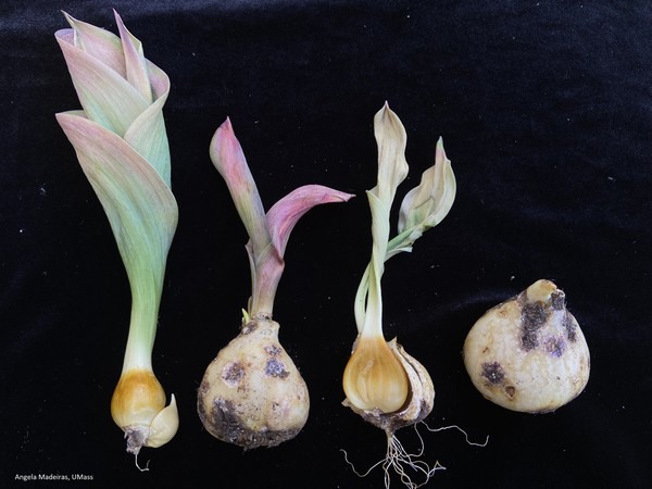 Fusarium bulb rot of tulips