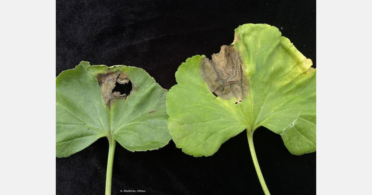 US (MA): Botrytis detected on geranium leaves submitted to UMass lab