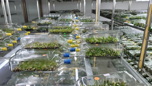 Stage 3 tissue culture, "Easier than you think"