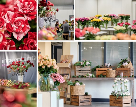 Interplant Roses organizes Rose Inspiration Days