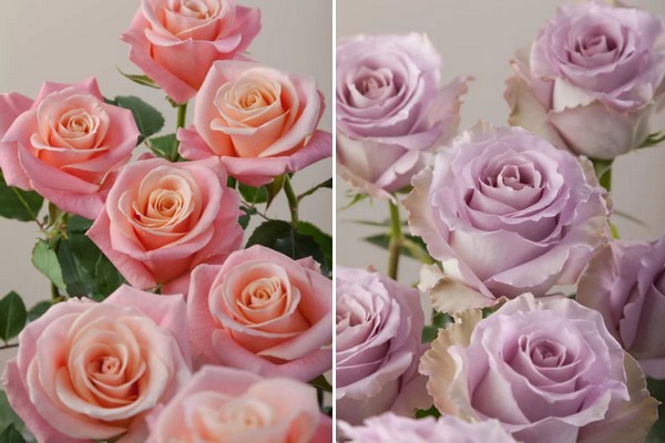 Rosaprima launches four new rose varieties