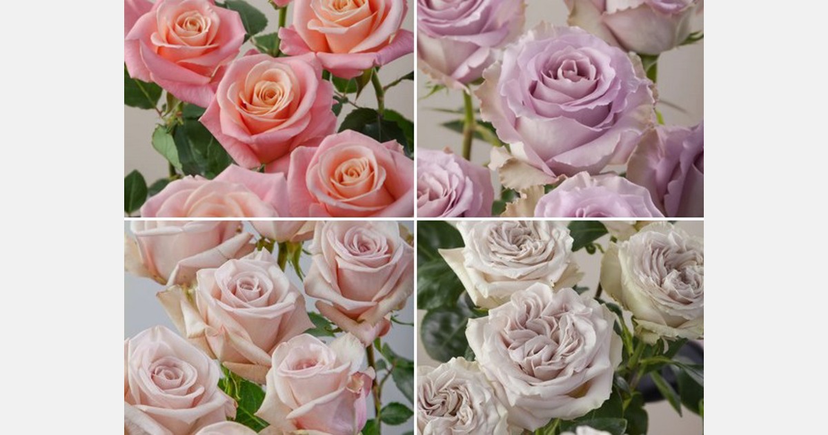 Rosaprima launches four new rose varieties