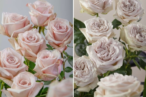 Rosaprima launches four new rose varieties
