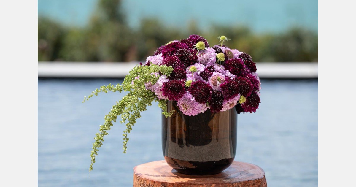 Danziger to present cut flower novelties at FlowerTrials and IFTEX