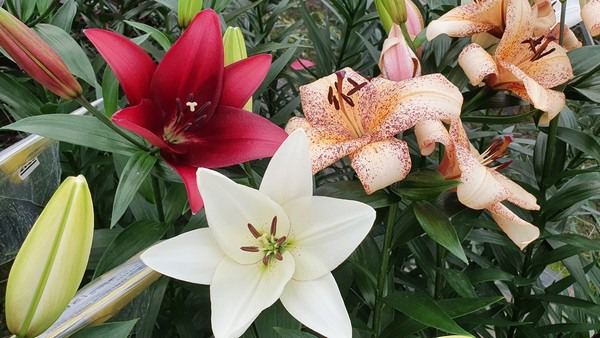 Lily League is the voice of the Dutch Lily Days