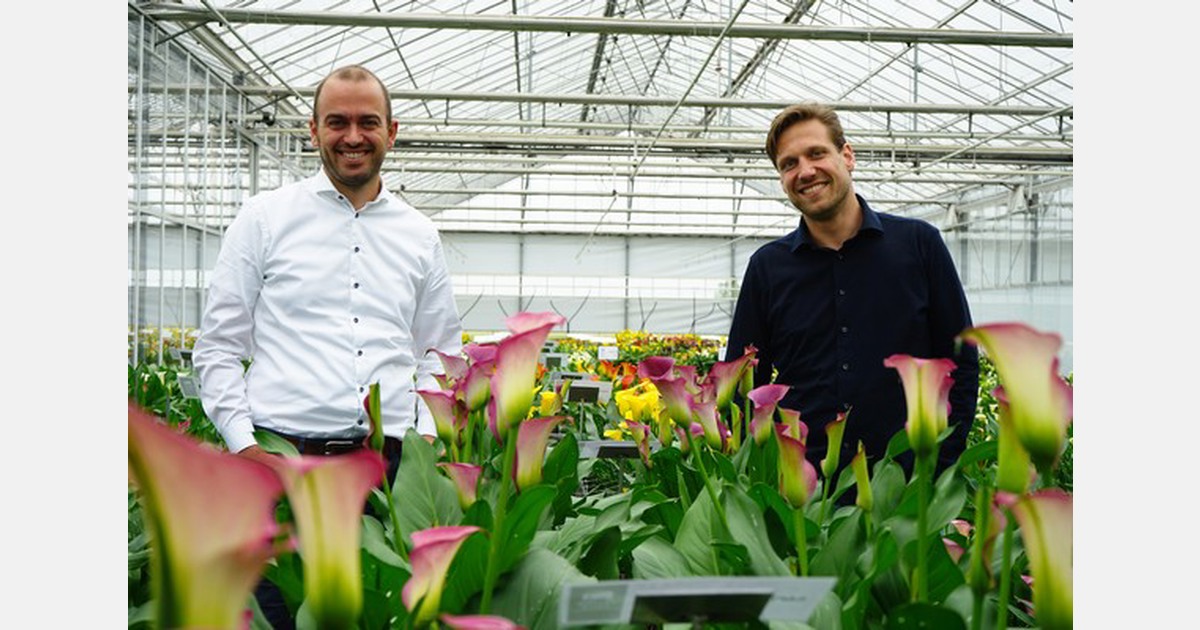 Captain and Könst calla assortment presented during Captain Calla Days