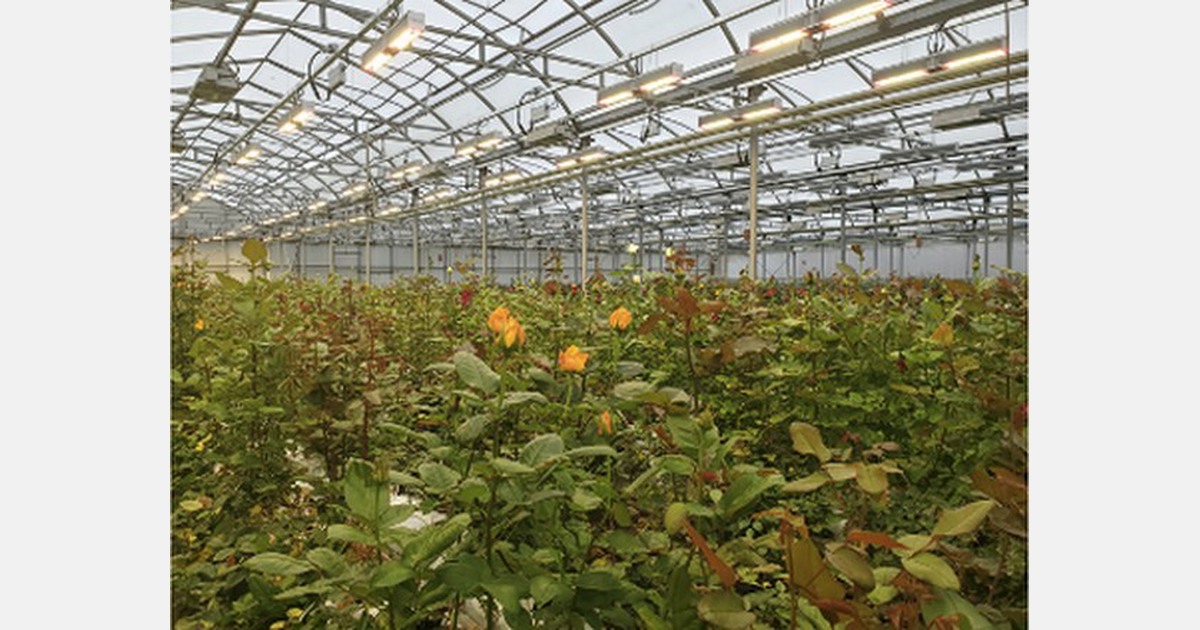 Harnessing the power of light intensity and spectrum for propagation ...