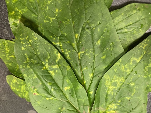 US (MA): Tobacco Rattle Virus found on peonies