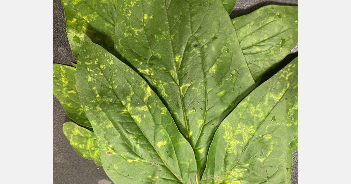 US (MA): Tobacco Rattle Virus found on peonies