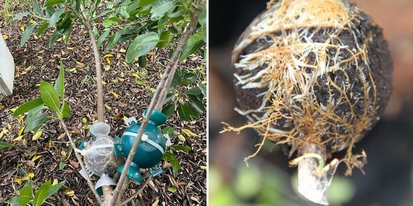 “Simplifying air layering for successful plant propagation”