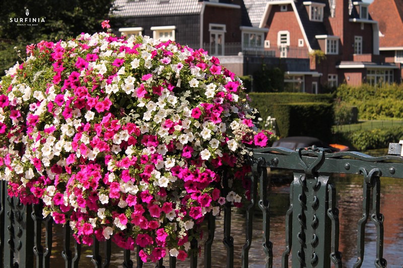 Coloring Europe with 1.5 billion Surfinia