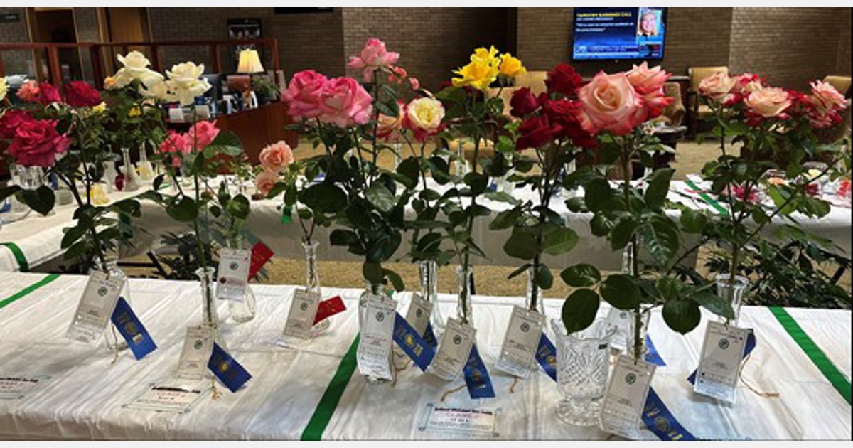 Growing and preparing show roses