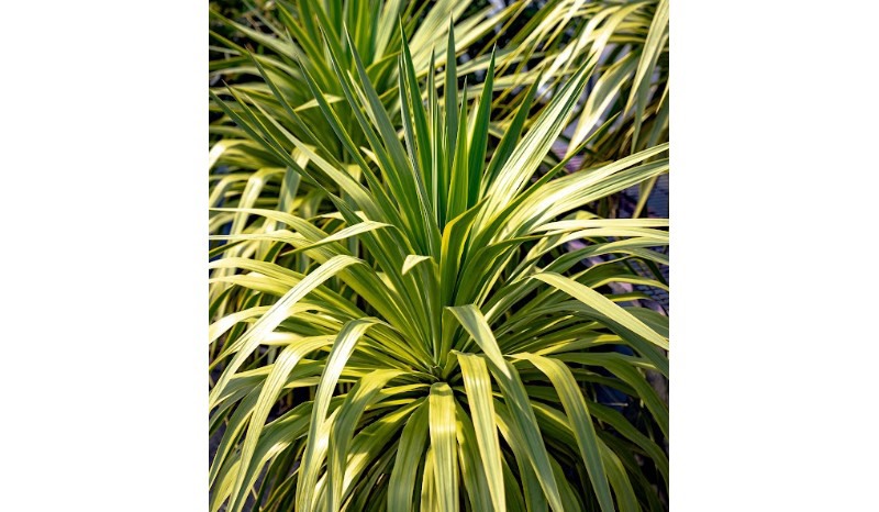 Plant Development Services Inc. releases new varieties