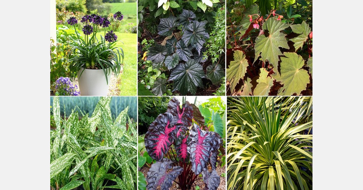 Plant Development Services Inc. releases new varieties