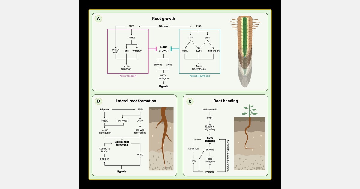 How plant roots respond to waterlogging