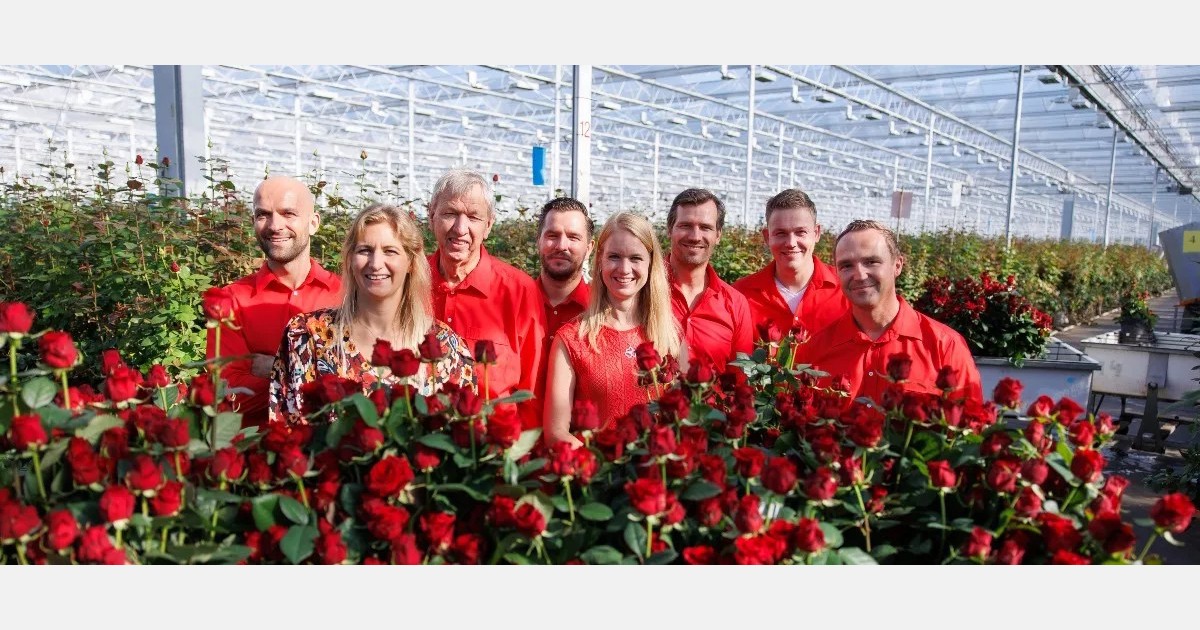 A peek inside the largest rose nursery in the Netherlands