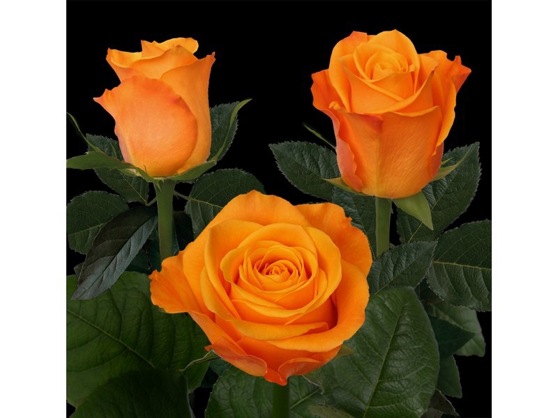 Plantec, introducing new varieties for over 30 years