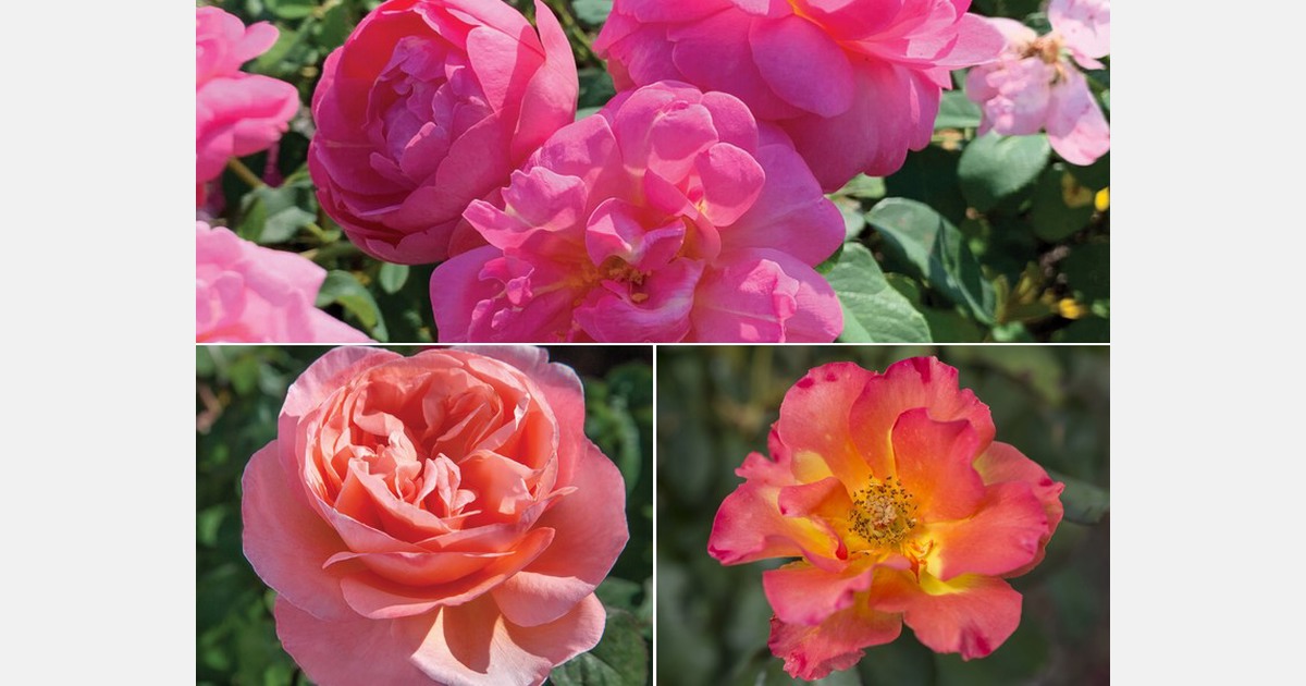 American Garden Rose Selections announces 2024 winners