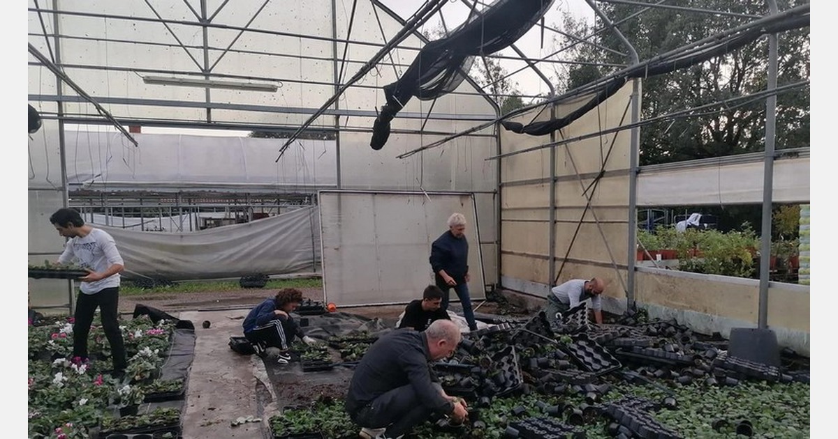 Italy: Greenhouses devastated by hurricane, 8,000 cyclamens to be saved