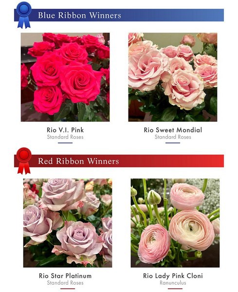 Rio Roses wins 4 ribbons at SAF 2023 Outstanding Varieties Competition