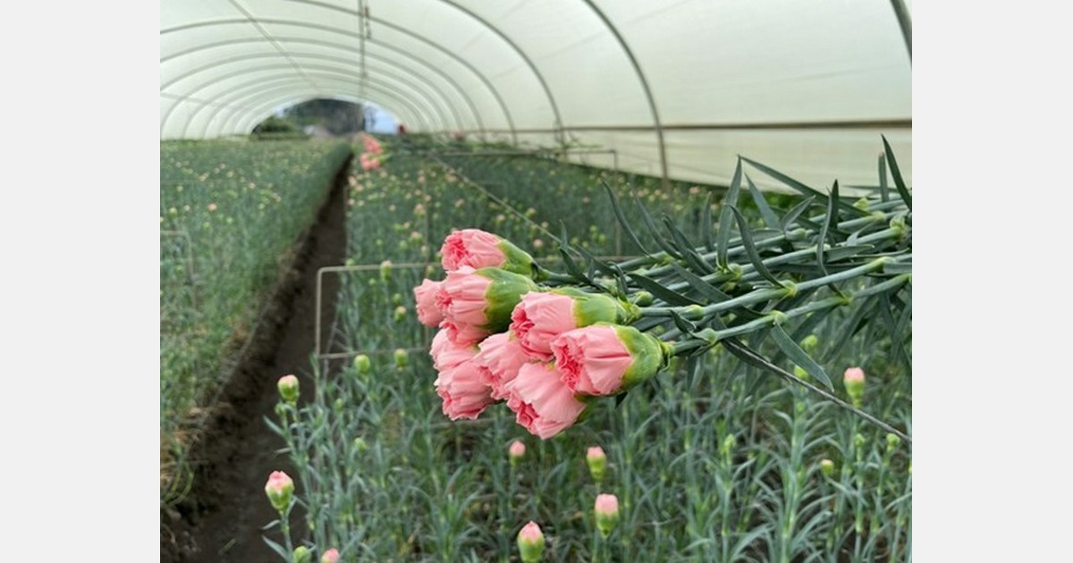 East African Magical Farms to expand carnation production hub in Kenya