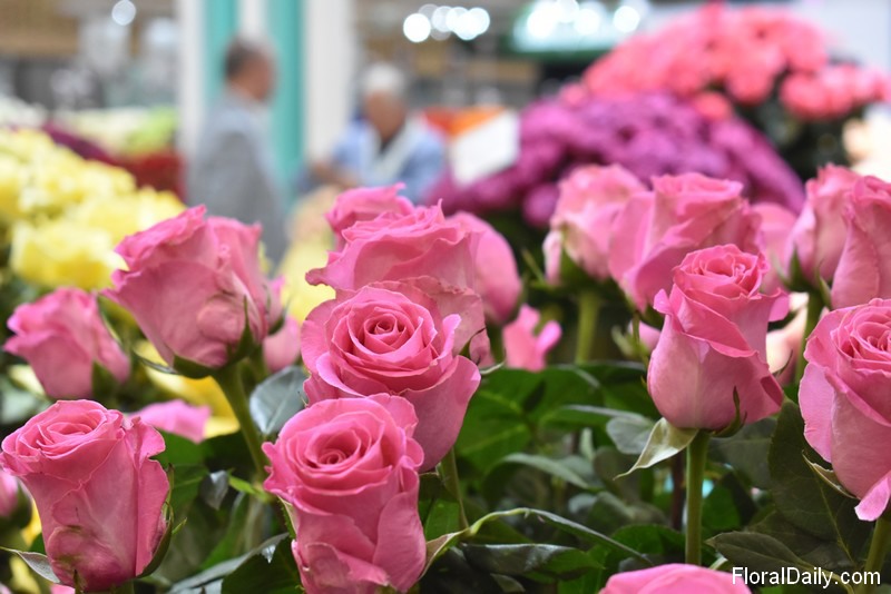 Colombian flower industry in numbers