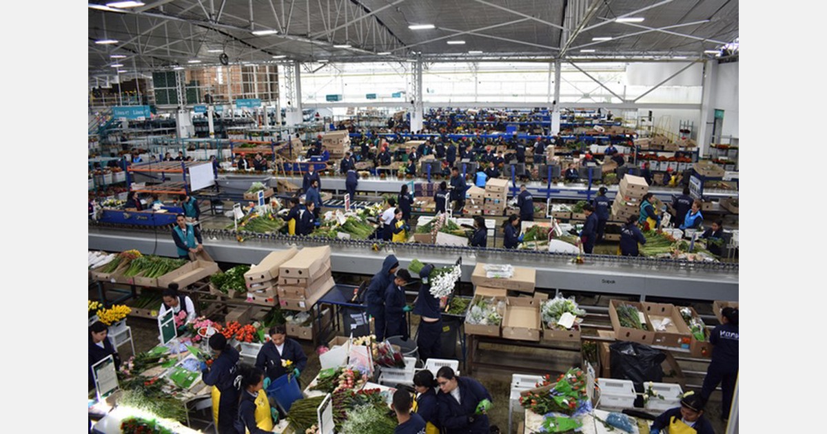 A peek inside this large bouquet manufacturer in Colombia