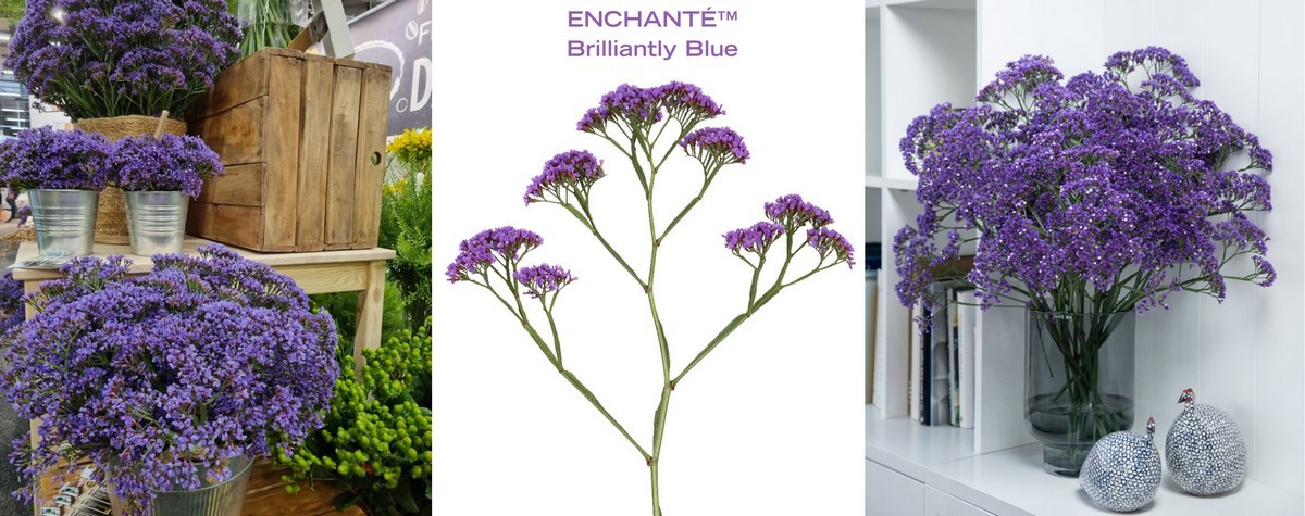 Danziger unveils 2024-25 cut flower catalog